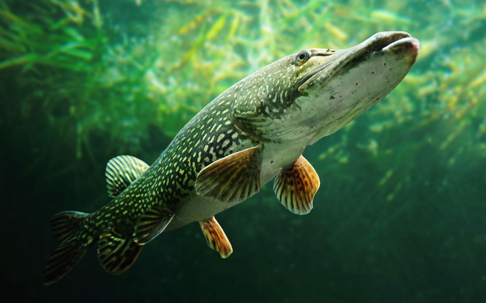 Brochet plus de 60cm - Pisciculture du Domaine de Brusson