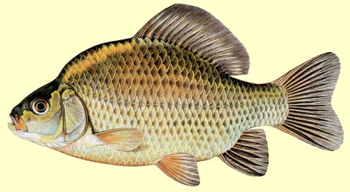 Carassin 25-40cm (vifs) - Pisciculture du Domaine de Brusson