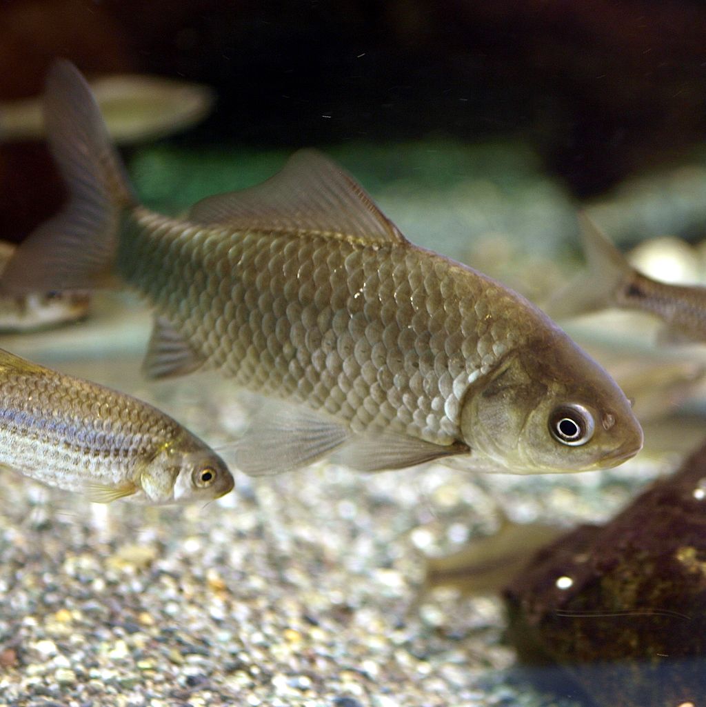 Carrasin/carpeaux 8-14cm (Vifs) - Pisciculture du Domaine de Brusson