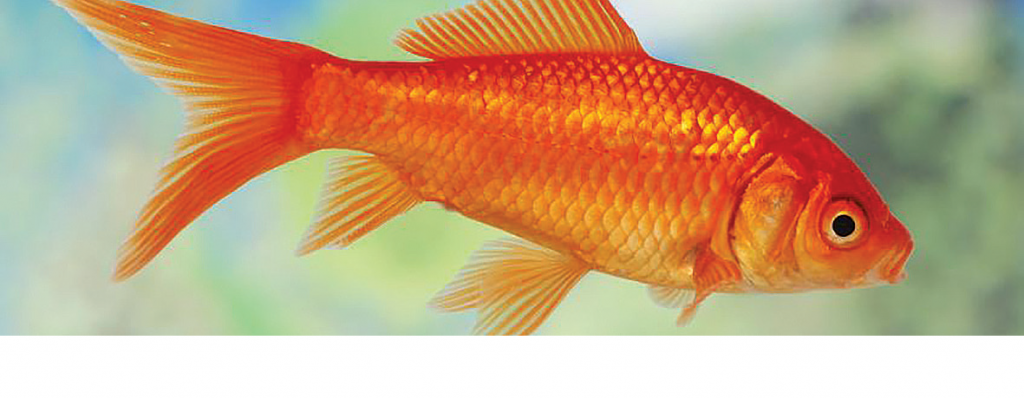 poisson rouge 4-6cm - Pisciculture du Domaine de Brusson