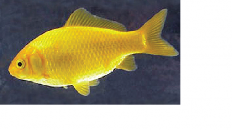 poisson jaune 4-6cm - Pisciculture du Domaine de Brusson